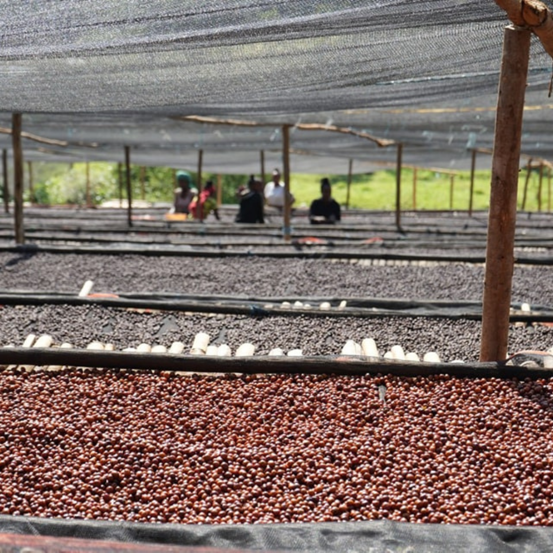 Ethiopia - Niguse Gemeda Mude - Slow Shade Drying (COE Winner #1, 2020 | Wes Ngopi?