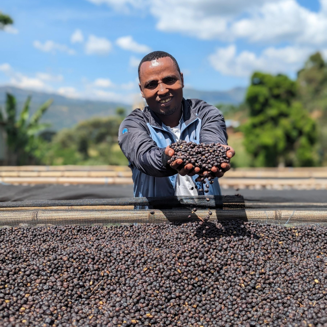 Ethiopia - Basha Bekele - Anaerobic Natural 56hrs (CoE 2024 #1 Farm ...