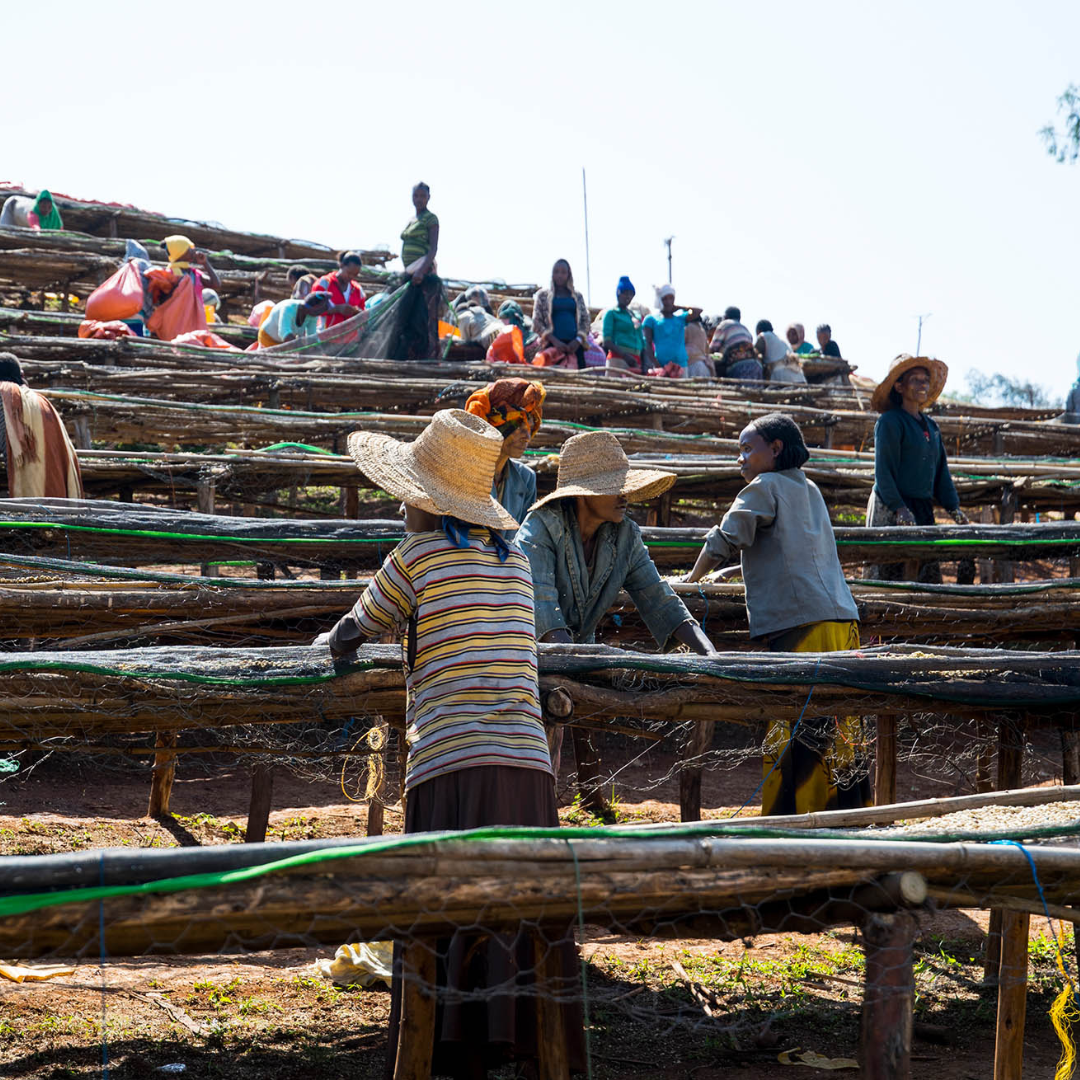 Ethiopia - Worka Cooperative - Kurume | Wes Ngopi?